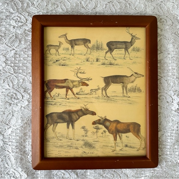 Vintage | Art | Vintage Wood Framed Moose Chart 8x | Poshmark